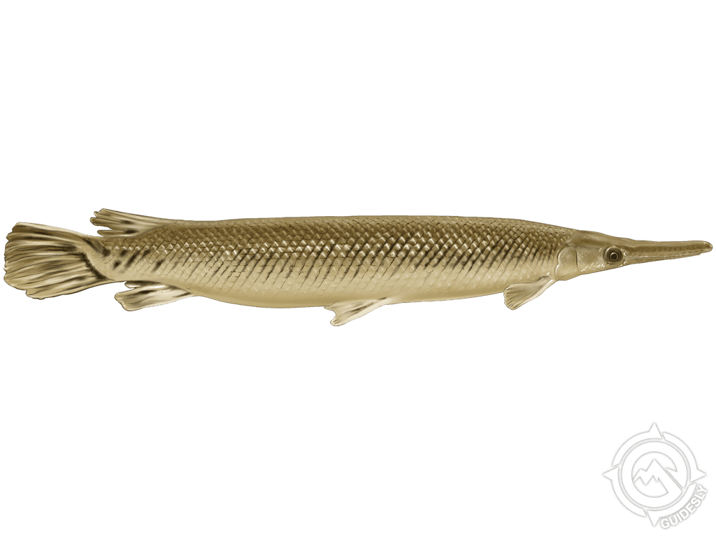Trinity River Alligator Gar: 8-Hour Guided Fishing Trip