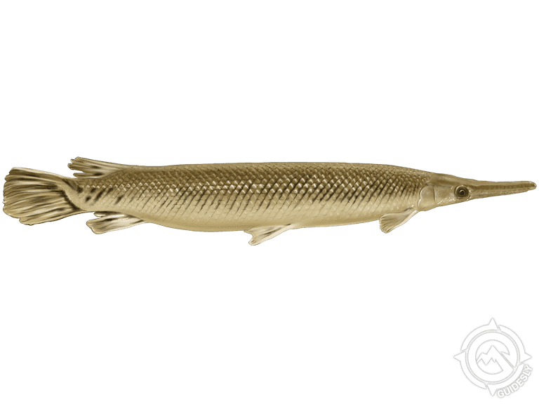 Trinity River Alligator Gar: 8-Hour Guided Fishing Trip